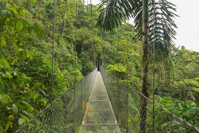 Monteverde Things to do, Tours, and Day Trips