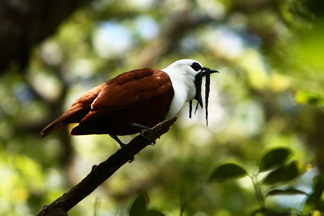 Monteverde Costa Rica maps, facts and links