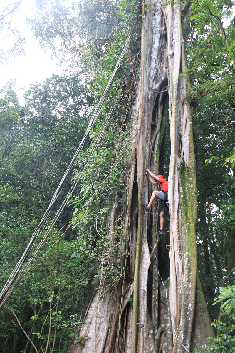 Treetop Climbing Monteverde Costa Rica