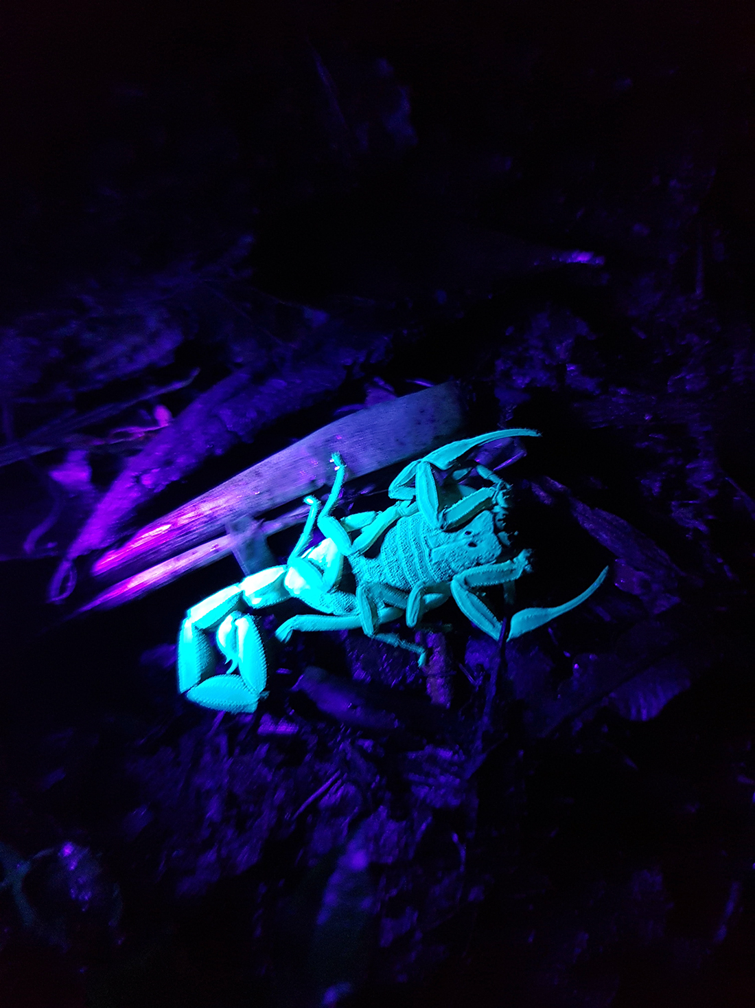 Curi Cancha Reserve Night Tour Monteverde Costa Rica