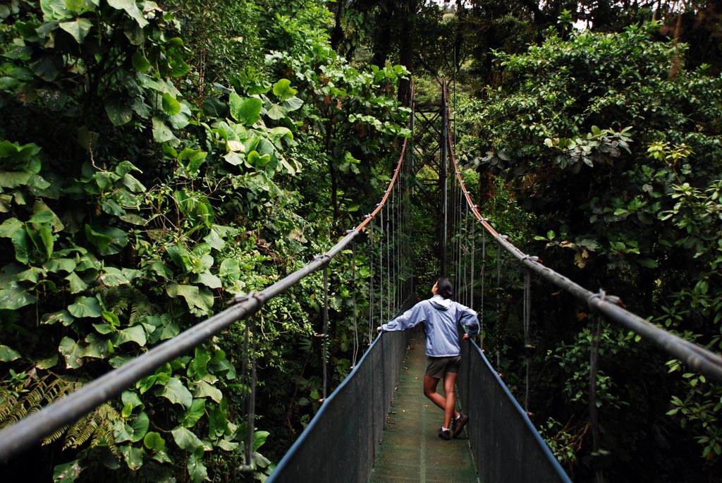 Costa Rican Rainforest Canopy